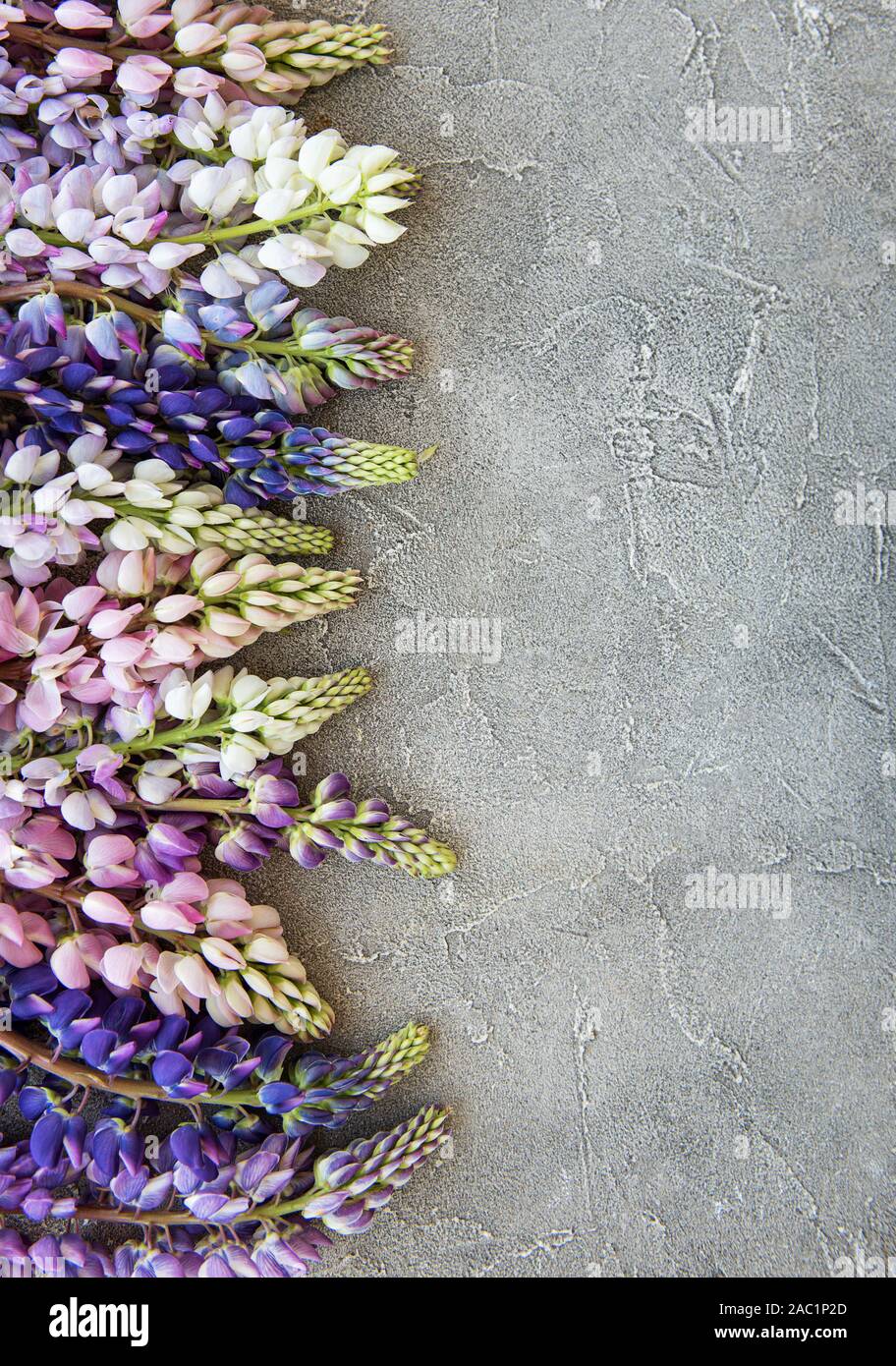 Pink and purple lupine flowers border on a grey concrete background ...