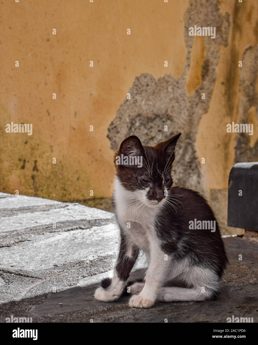 Stray cat in Castelmola, Sicily, Italy Stock Photo - Alamy