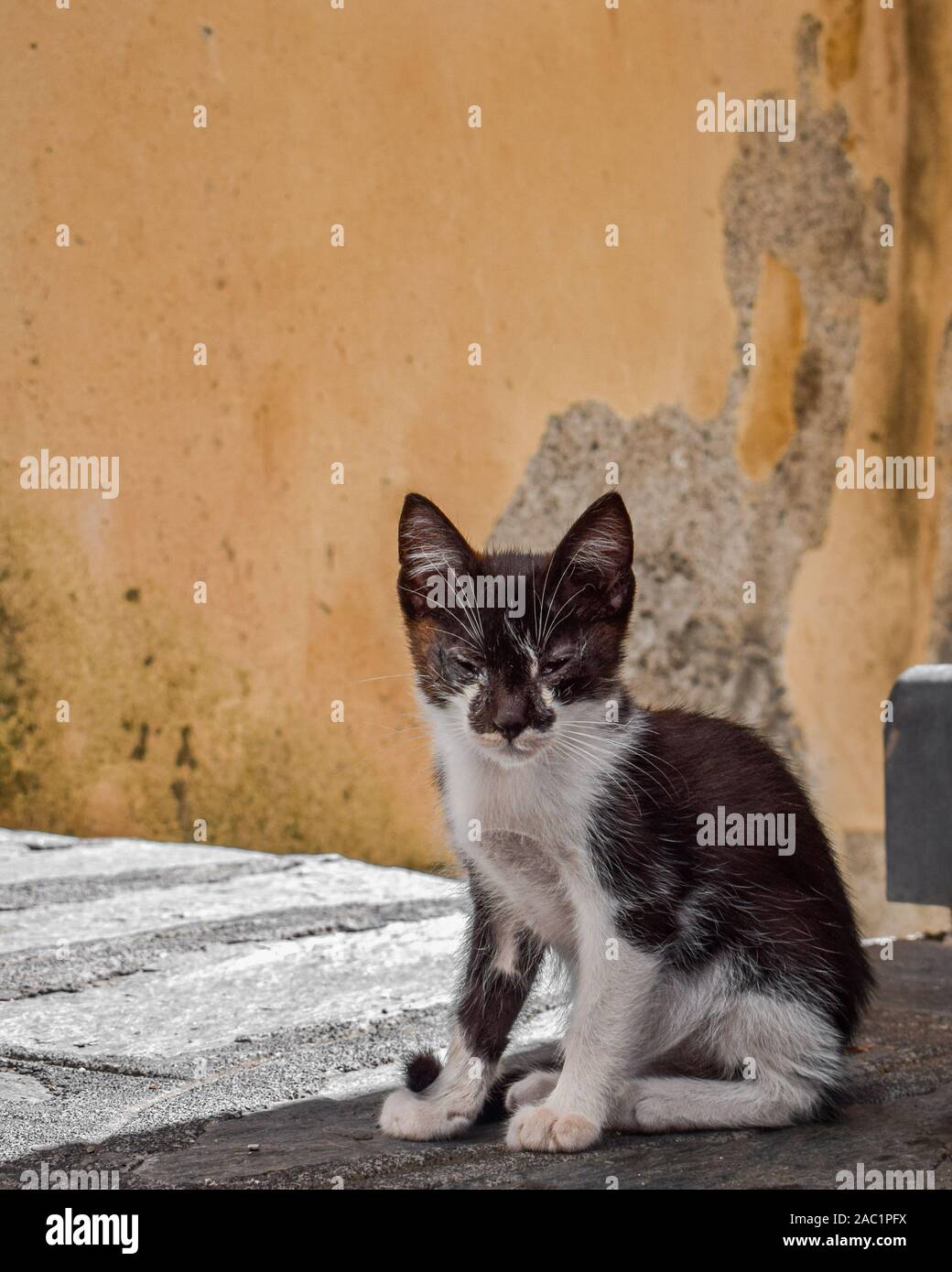 Sicily kitten hi-res stock photography and images - Alamy