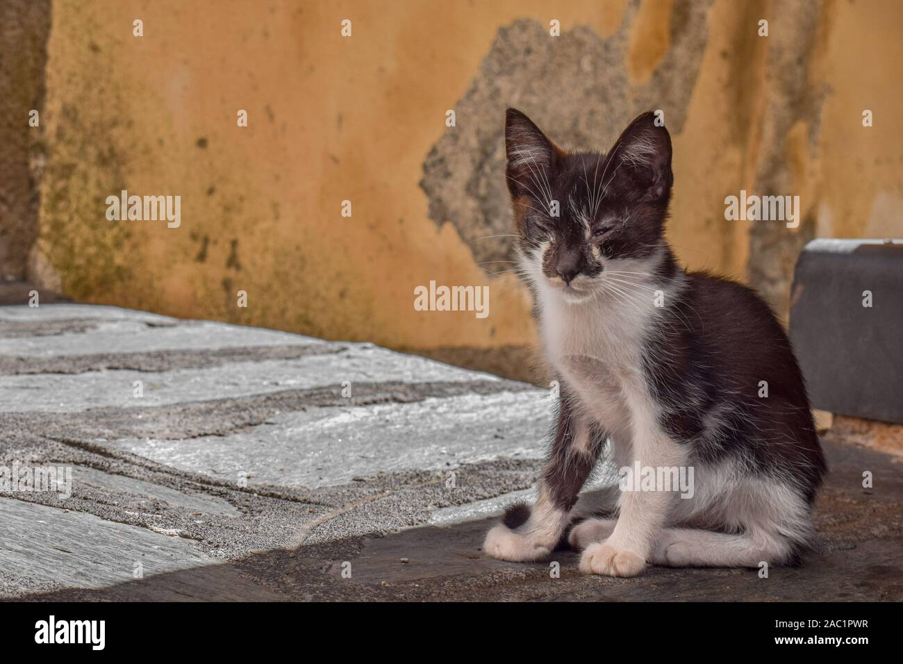 Stray cat in Castelmola, Sicily, Italy Stock Photo - Alamy