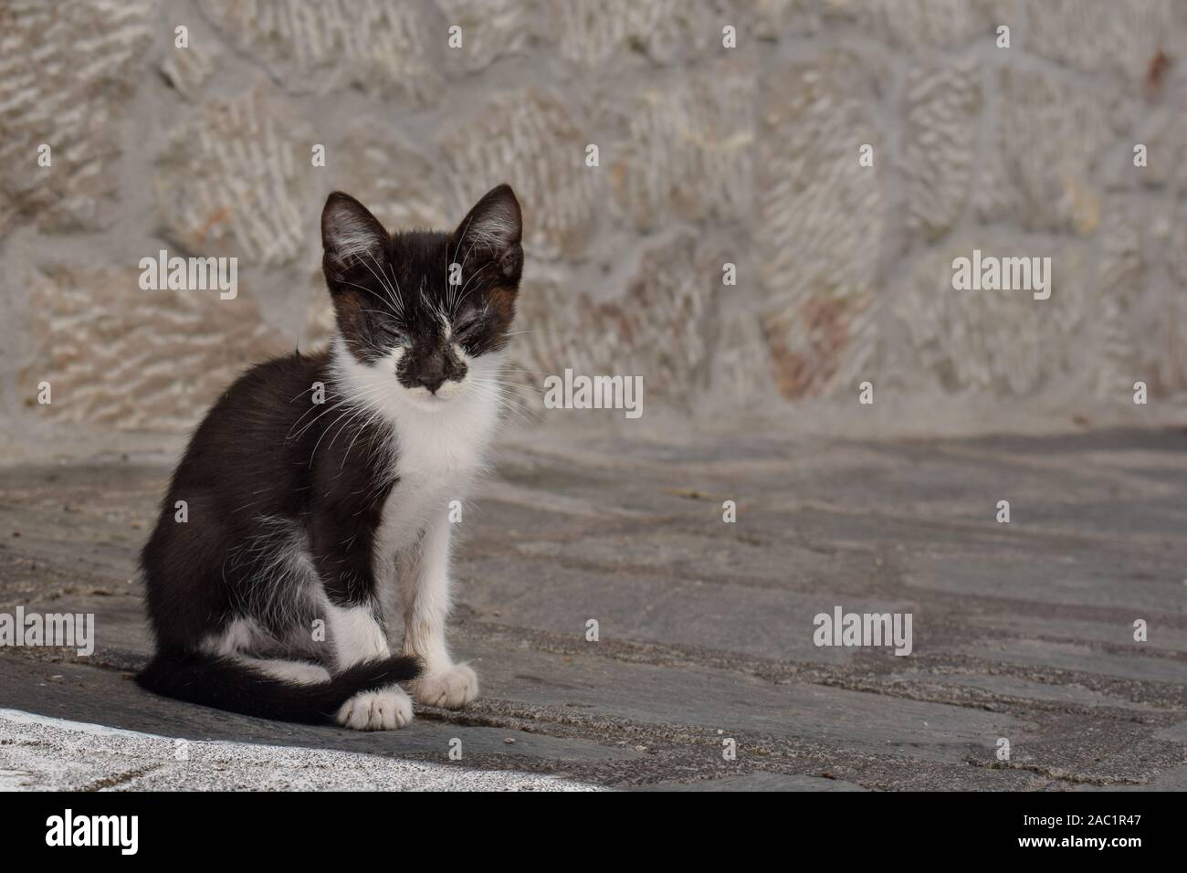 Sicily kitten hi-res stock photography and images - Alamy