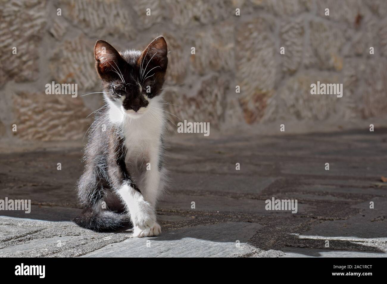 Sicily kitten hi-res stock photography and images - Alamy