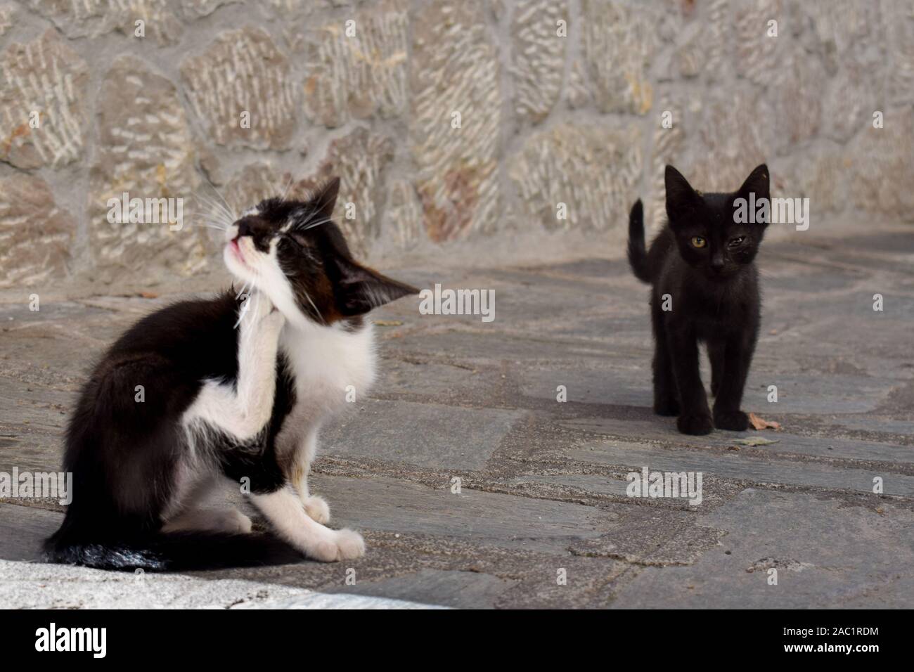 Sicily kitten hi-res stock photography and images - Alamy