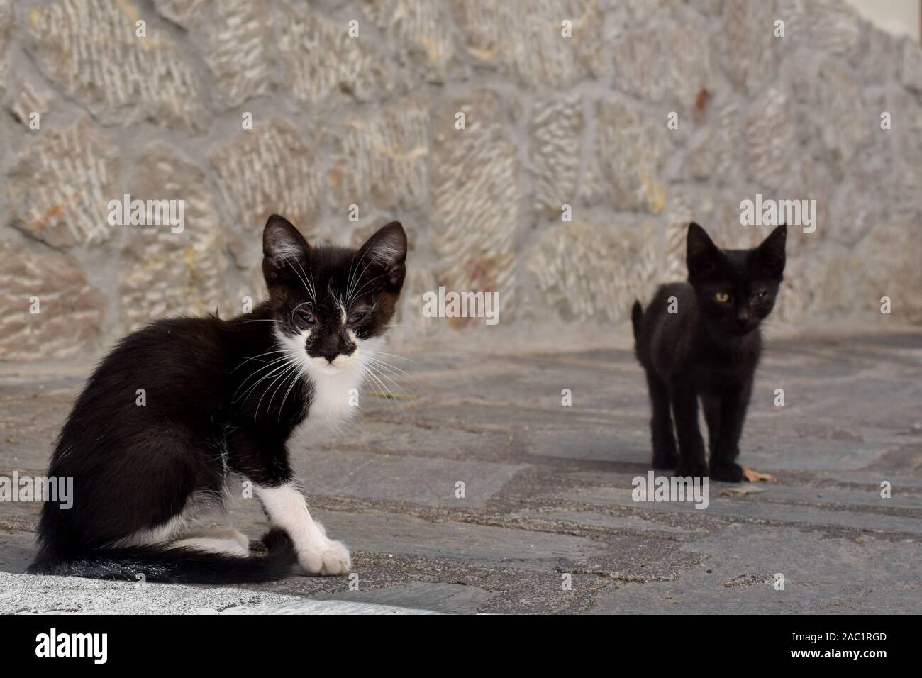 Sicily kitten hi-res stock photography and images - Alamy