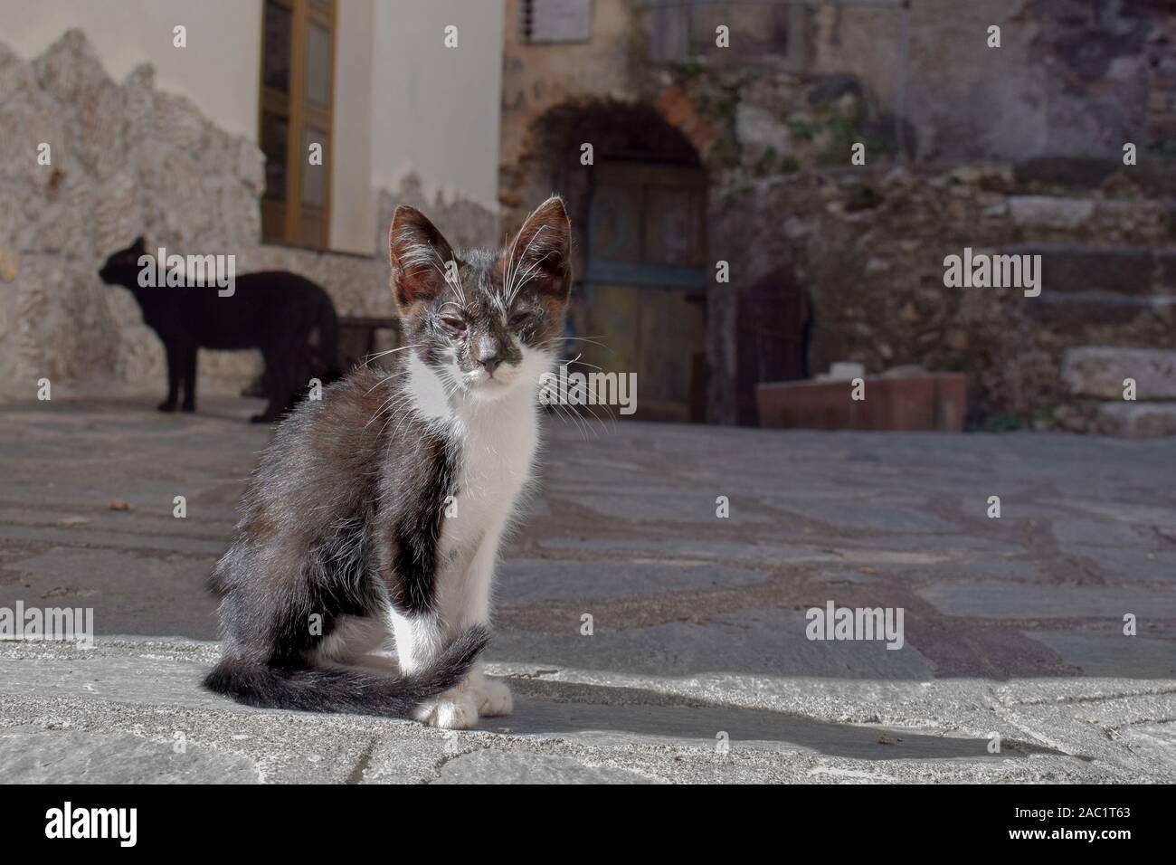 Stray cat in Castelmola, Sicily, Italy Stock Photo - Alamy
