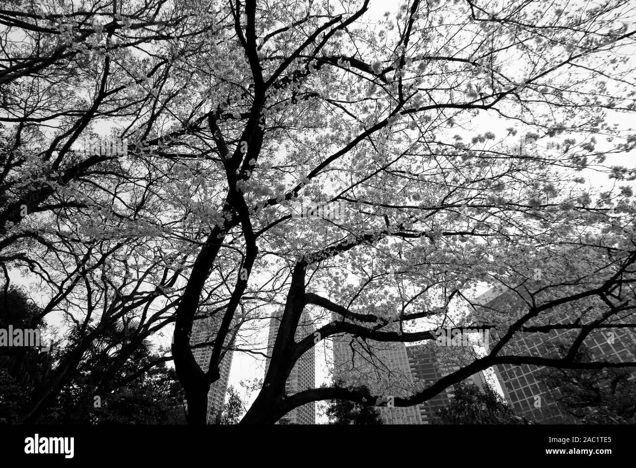Destination bloom Black and White Stock Photos & Images - Alamy
