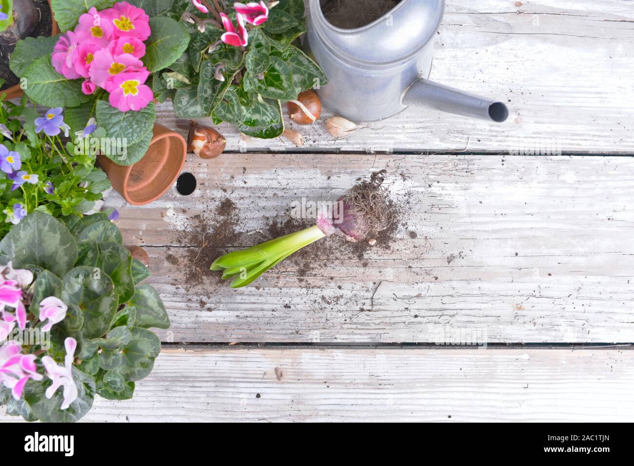 top view on flower pot and hyacinth on a gardening table Stock Photo ...