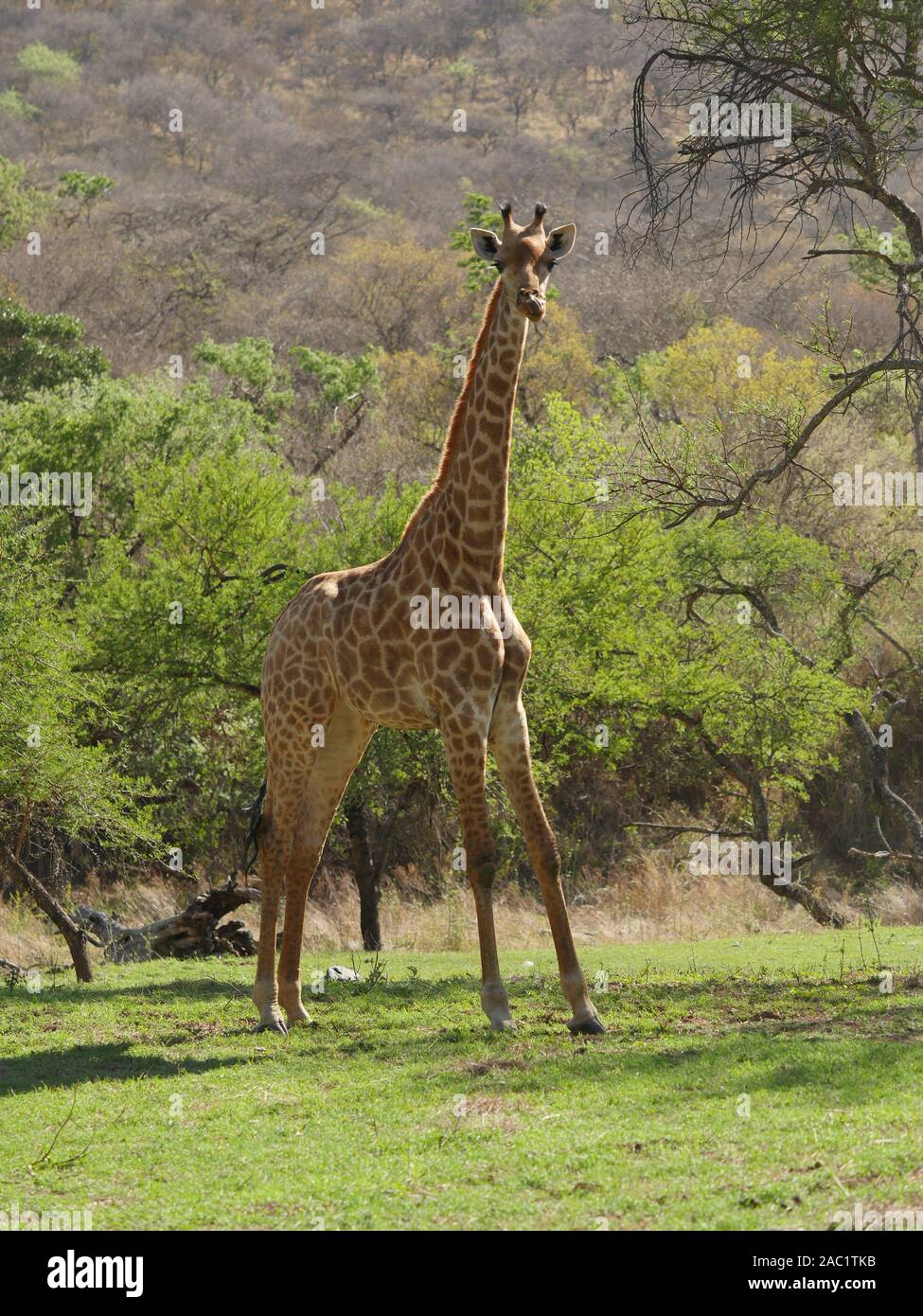 Giraffe spots hi-res stock photography and images - Alamy