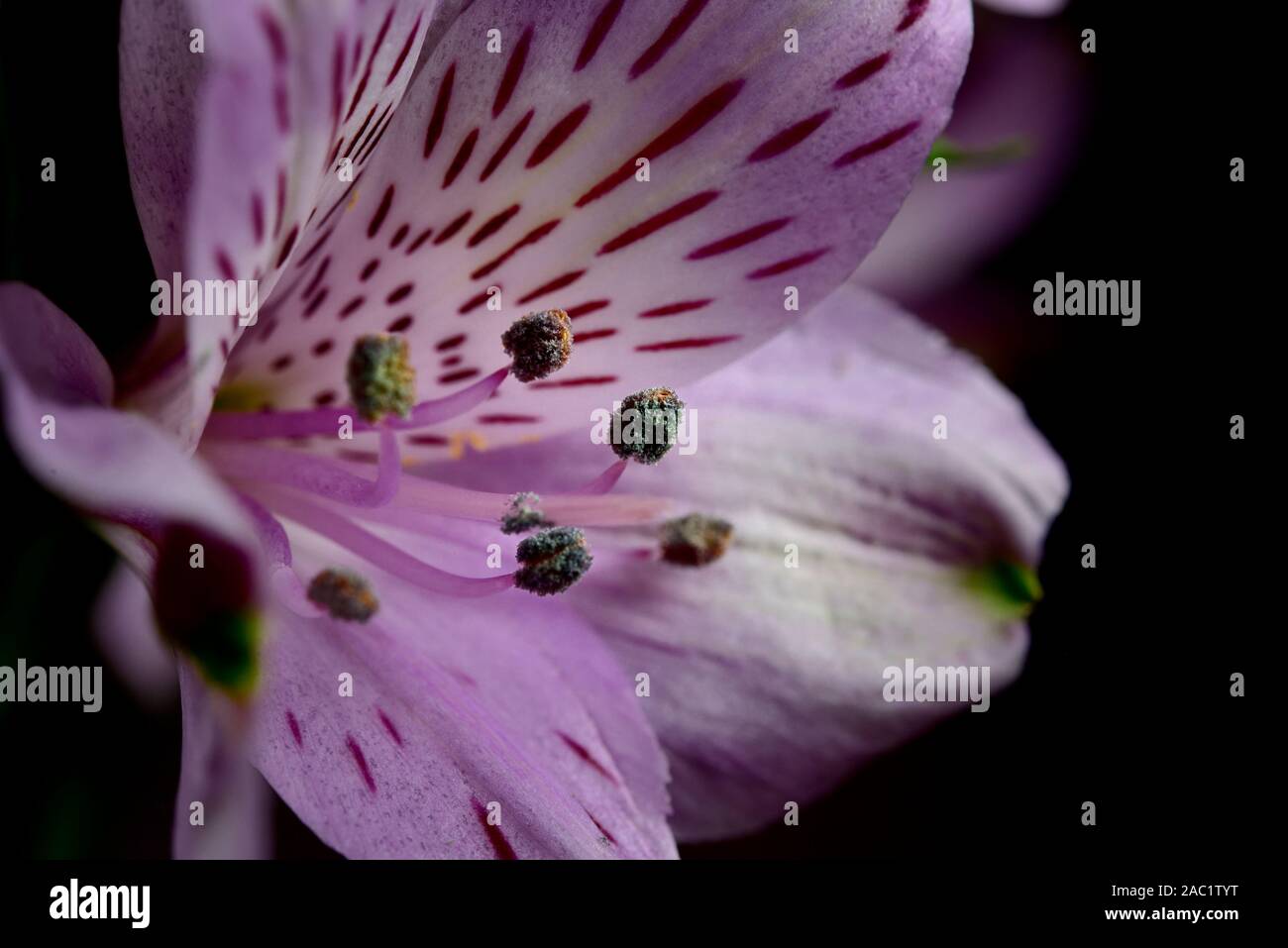 Purple Alstroemeria,Peruvian Lilly,Lilly of the incas,Alstroemeria ...