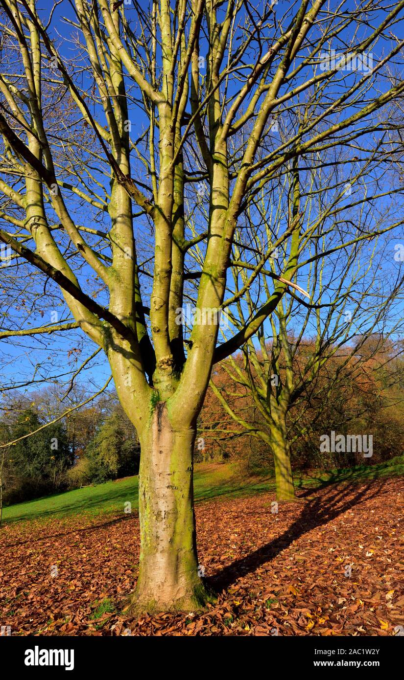 Autumn leaves on the ground,Bramcote hills park,Nottingham,England,UK ...