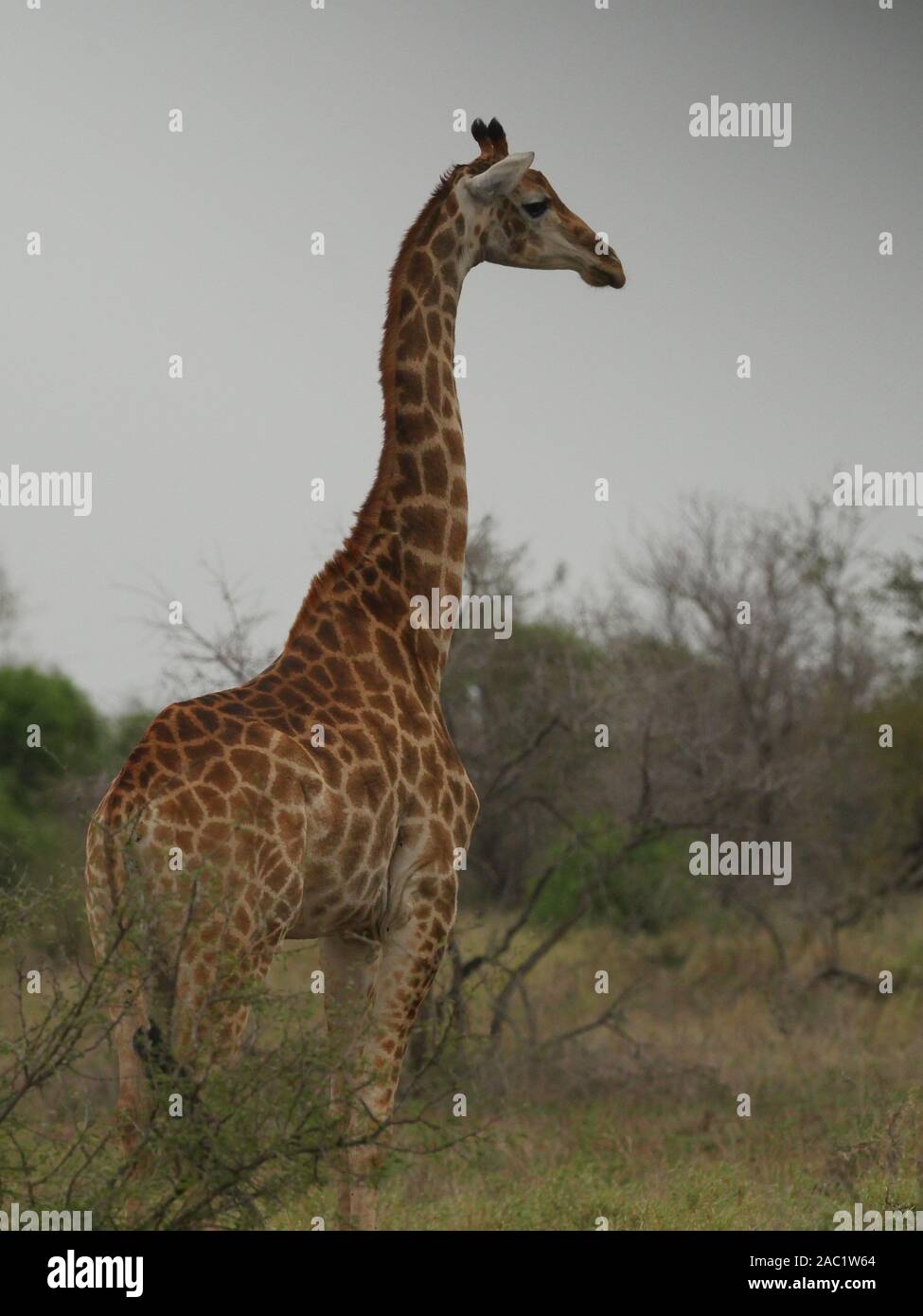 Giraffe spots hi-res stock photography and images - Alamy