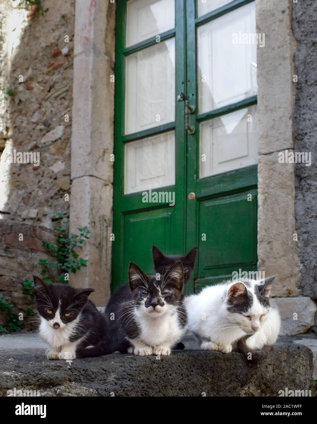 Sicily kitten hi-res stock photography and images - Alamy
