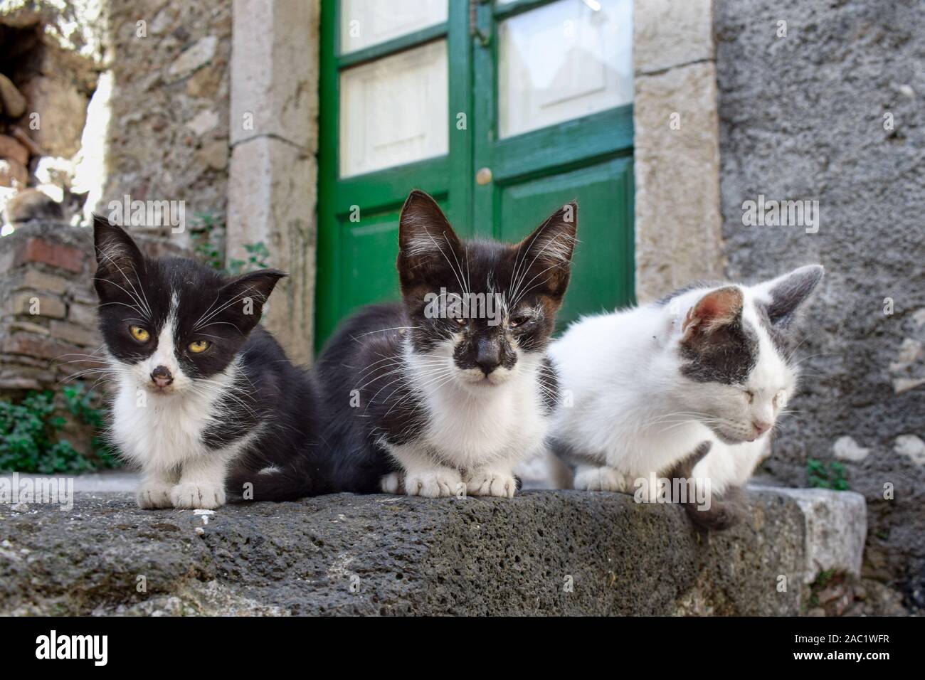 Sicily kitten hi-res stock photography and images - Alamy