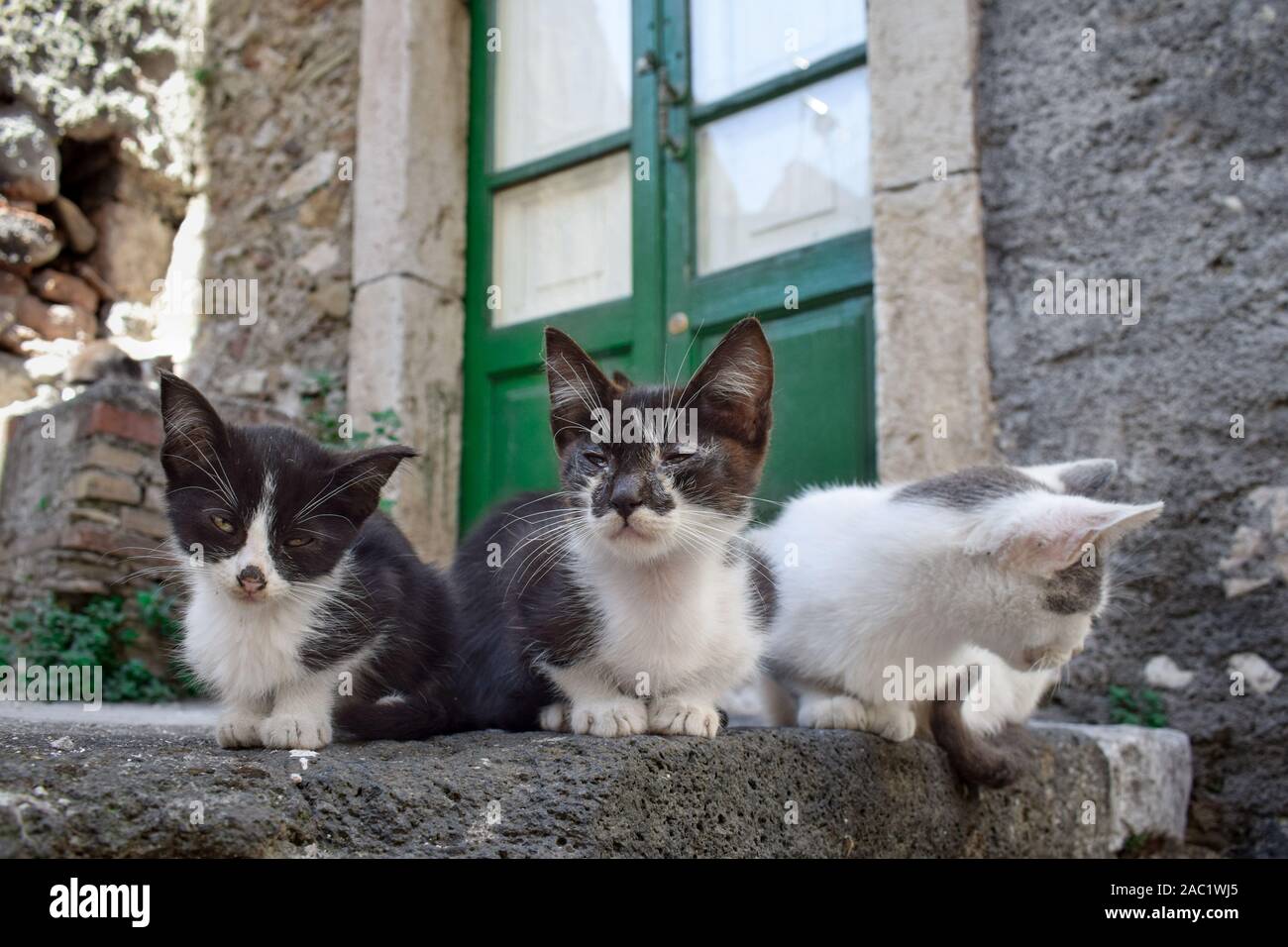 Sicily kitten hi-res stock photography and images - Alamy
