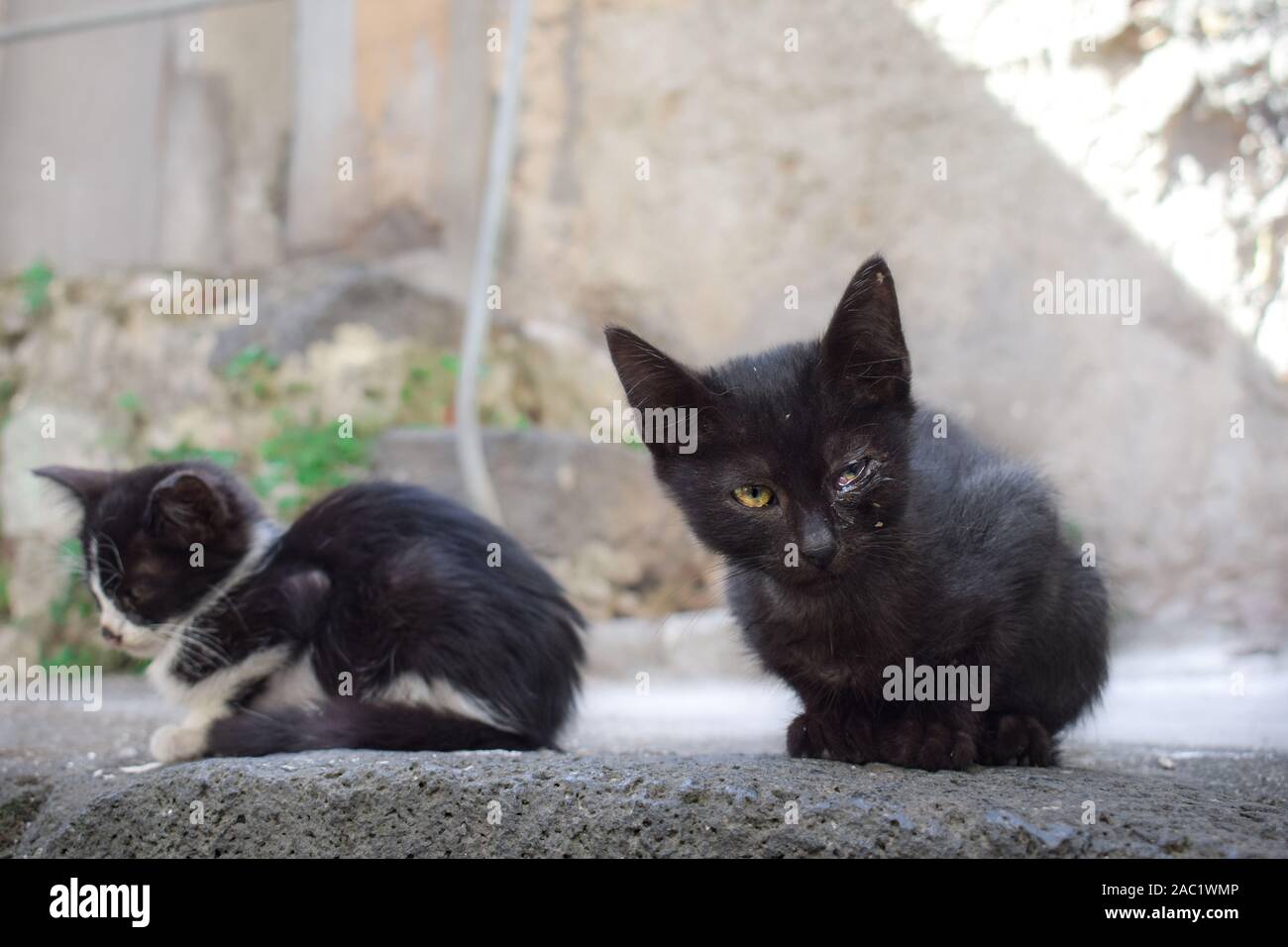 Sicily kitten hi-res stock photography and images - Alamy