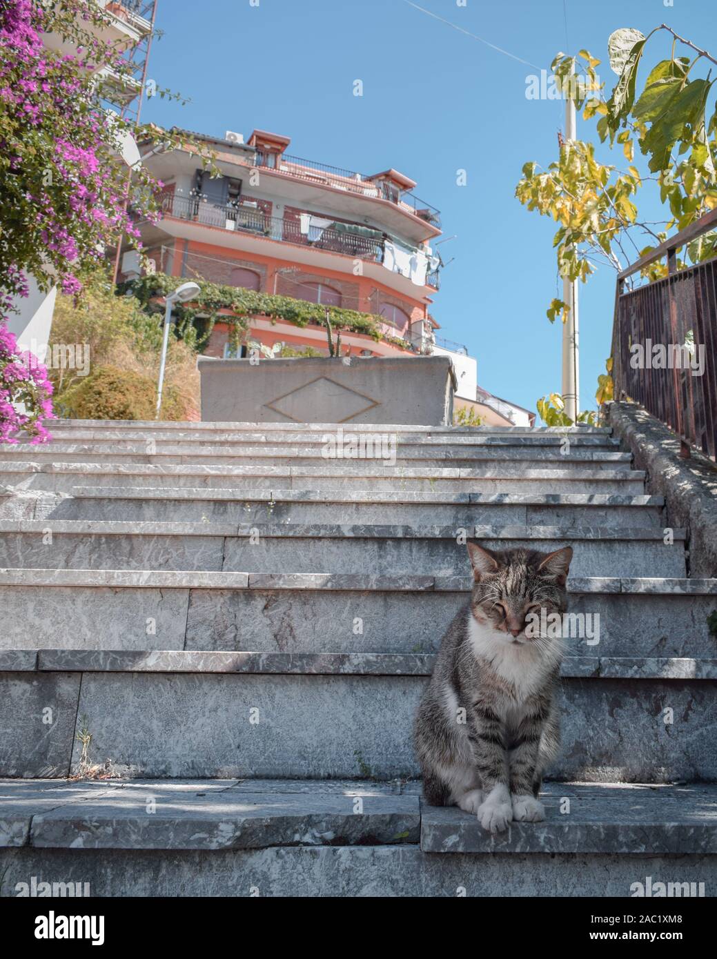 Stray cat in Castelmola, Sicily, Italy Stock Photo - Alamy
