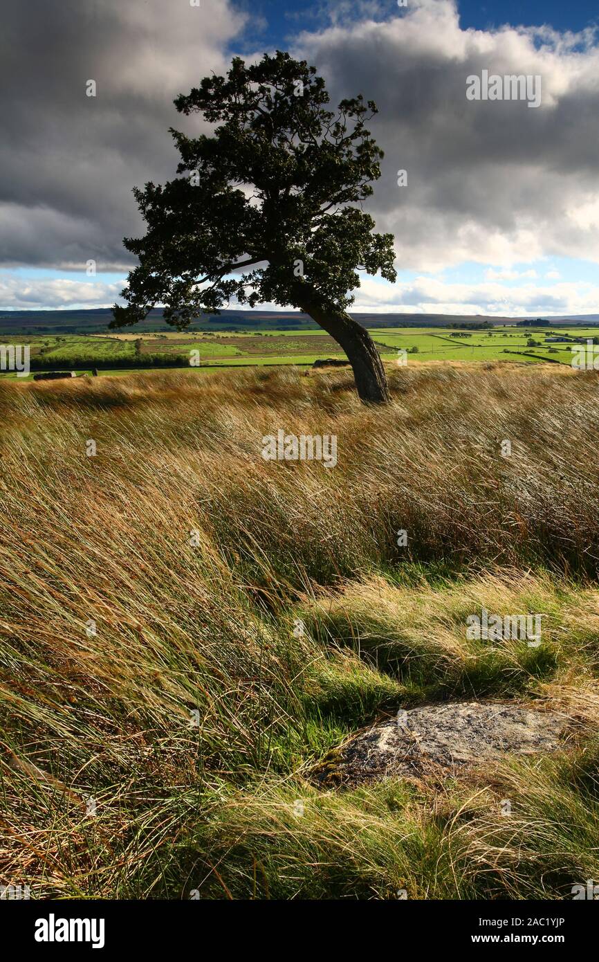 Windswept Tree with grasses on a Sunny day at the Pennines near Barnard ...