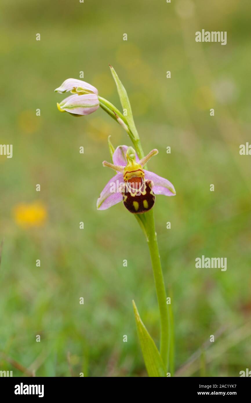 Close up image of a Bee Orchid at Bishop Middleham Nature Reserve ...