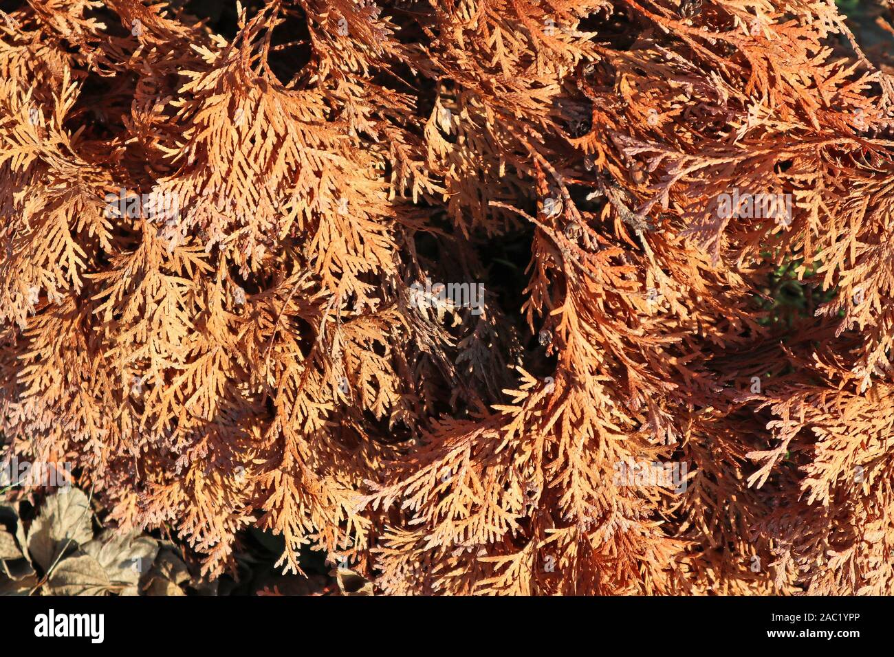 Autumn thuja in yellow hi-res stock photography and images - Alamy