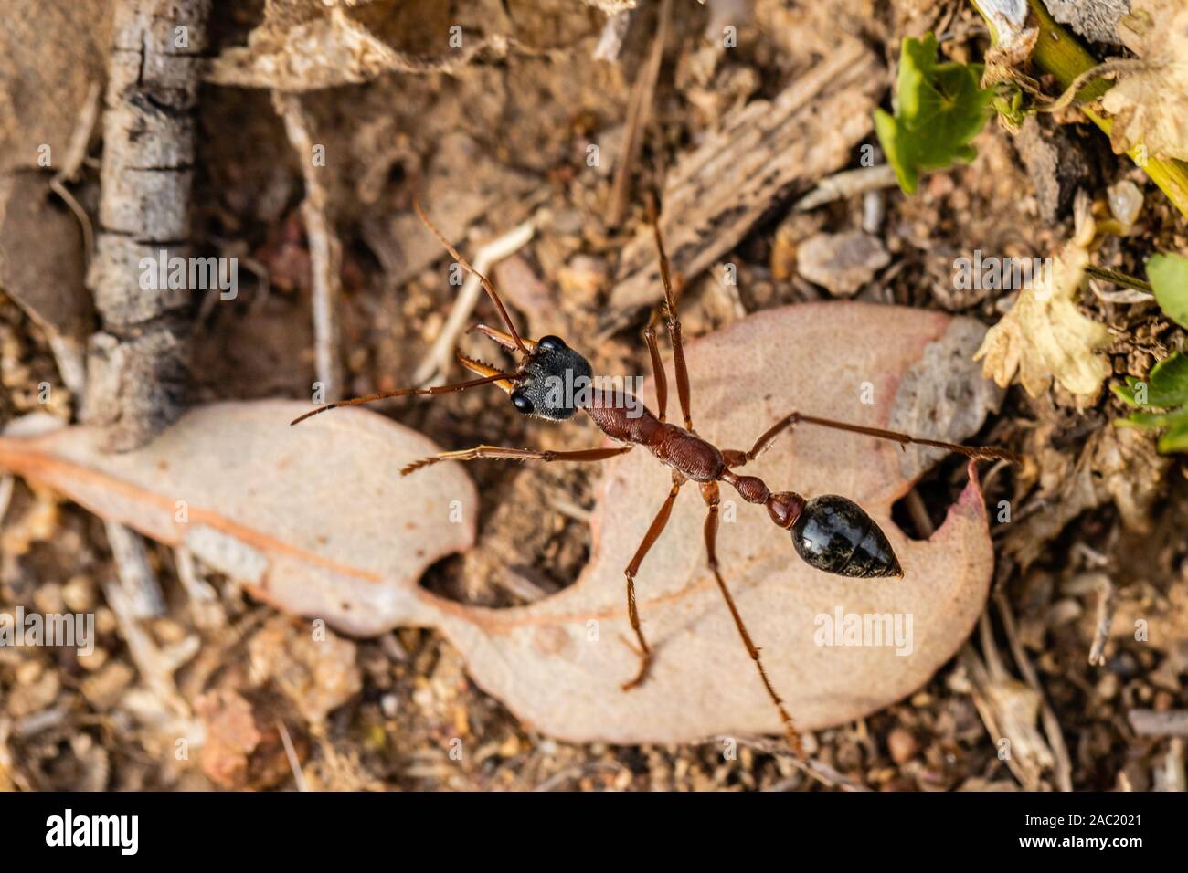 Bull ant hi-res stock photography and images - Alamy