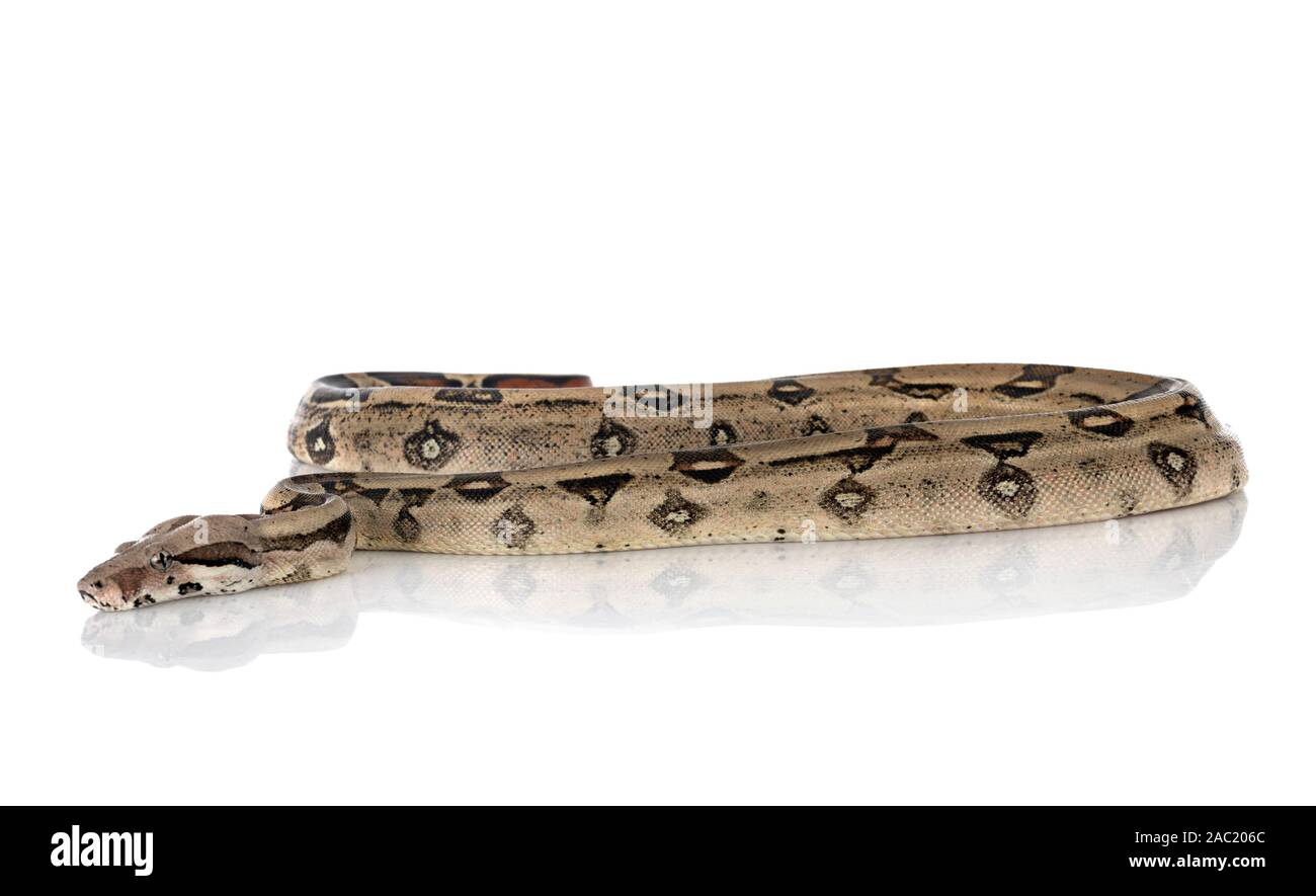 Boa imperator in front of white background Stock Photo - Alamy