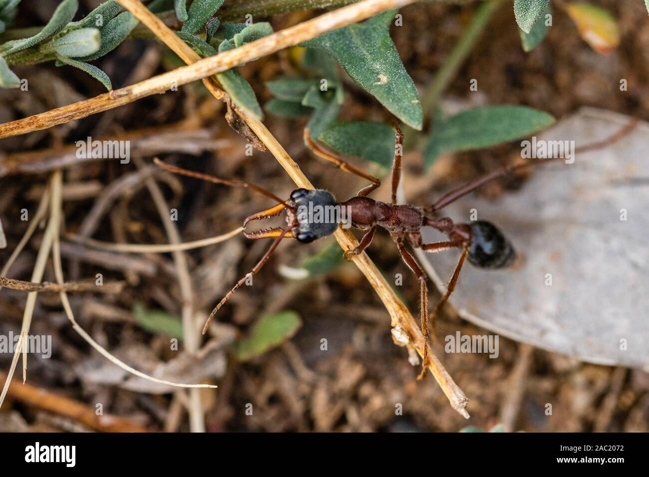 Black headed bull ant hi-res stock photography and images - Alamy