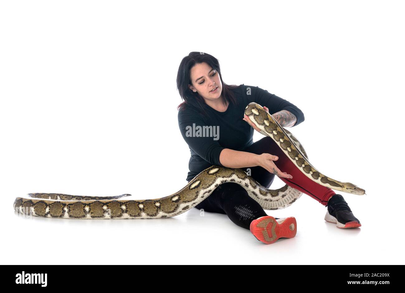 Reticulated python in front of white background Stock Photo - Alamy