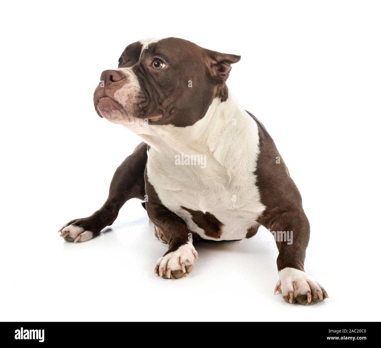 american bully in front of white background Stock Photo - Alamy