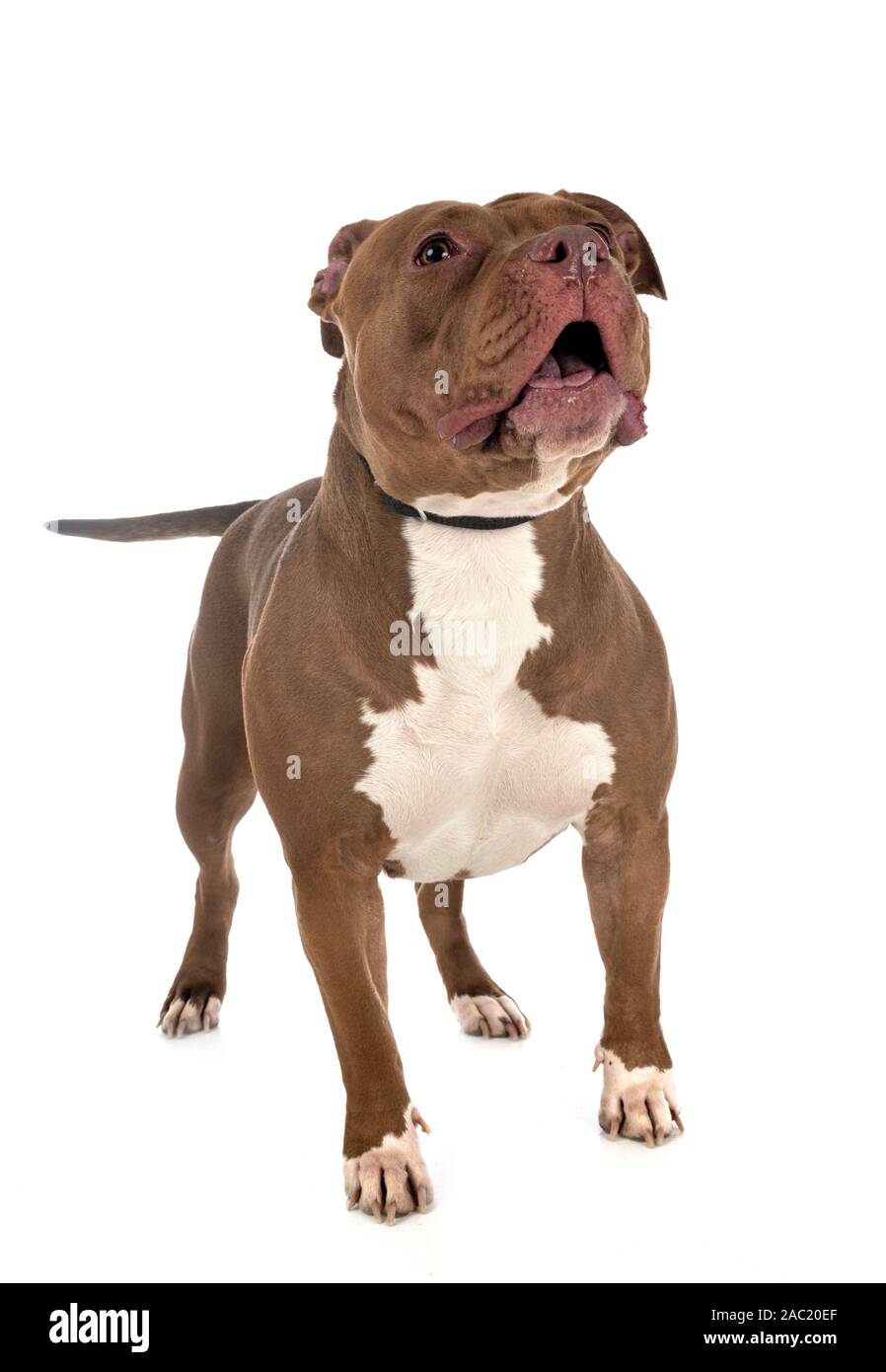 american bully in front of white background Stock Photo - Alamy