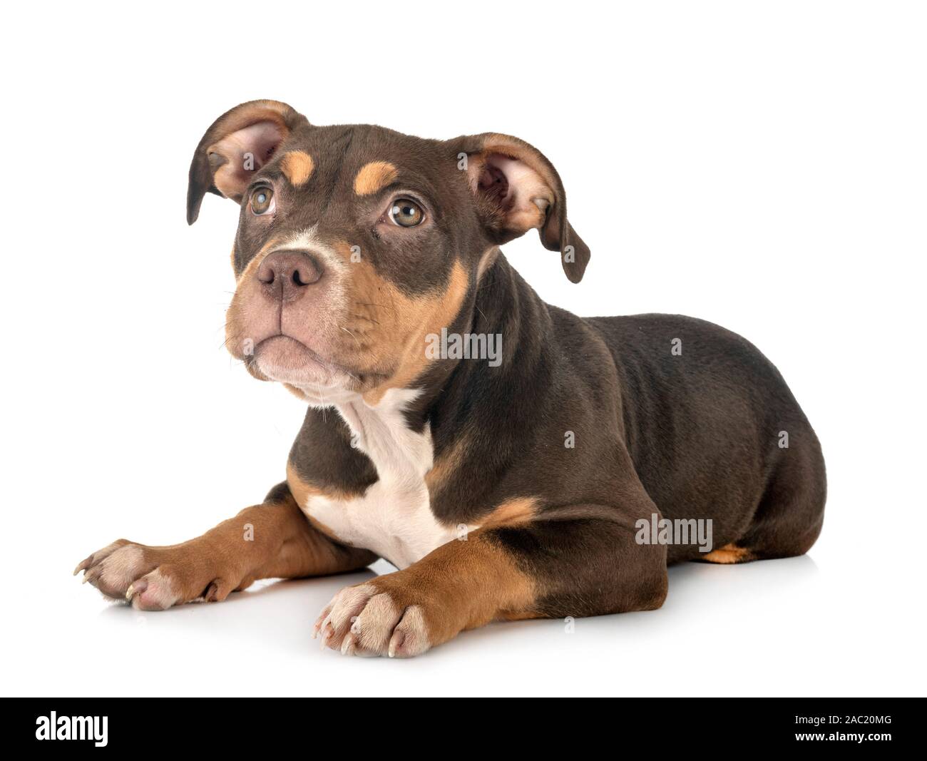 american bully in front of white background Stock Photo - Alamy