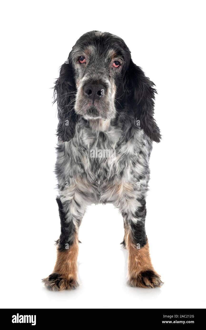 old english cocker in front of white background Stock Photo - Alamy