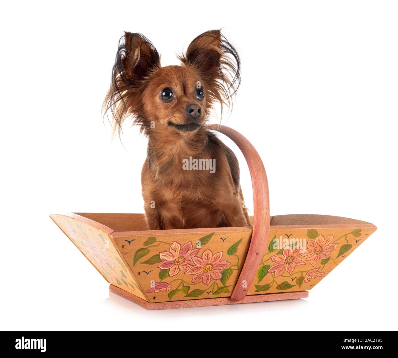 Russkiy Toy in front of white background Stock Photo - Alamy