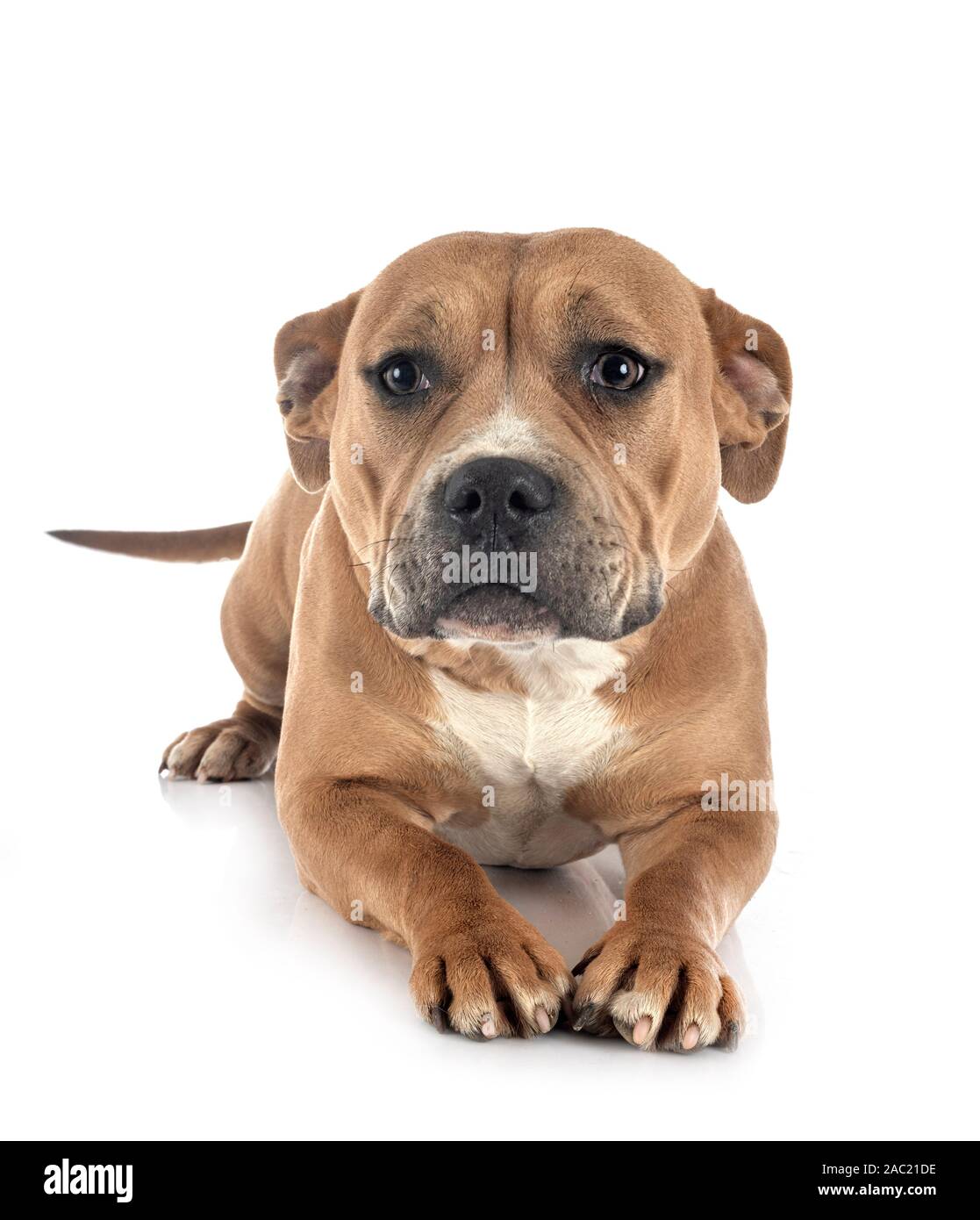 staffordshire bull terrier in front of white background Stock Photo - Alamy