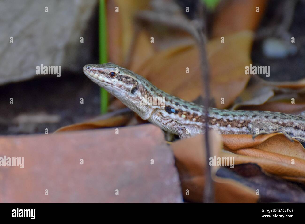 Sicily animal hi-res stock photography and images - Alamy