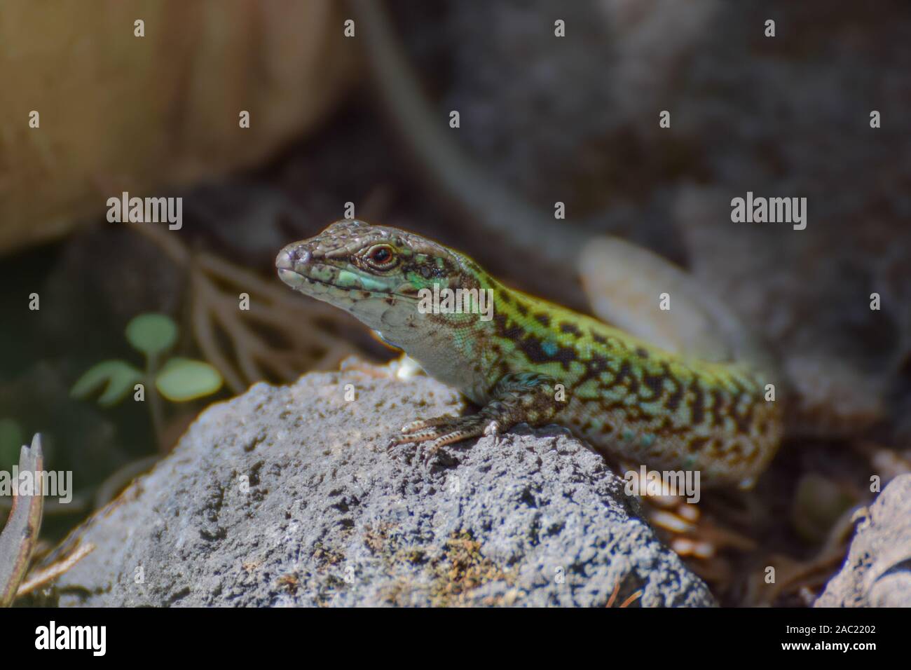 Sicily wildlife hi-res stock photography and images - Alamy