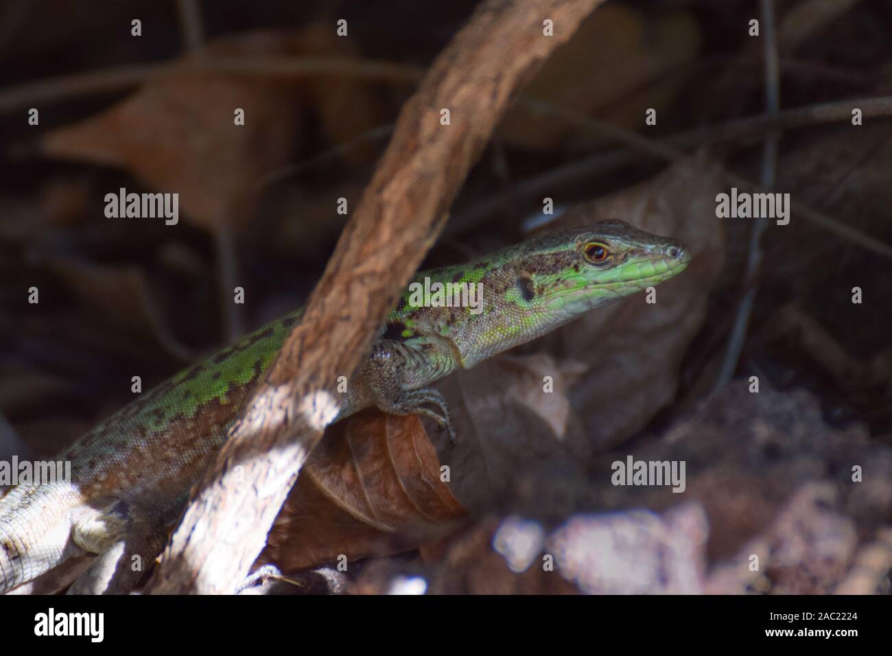 Sicily wildlife hi-res stock photography and images - Alamy