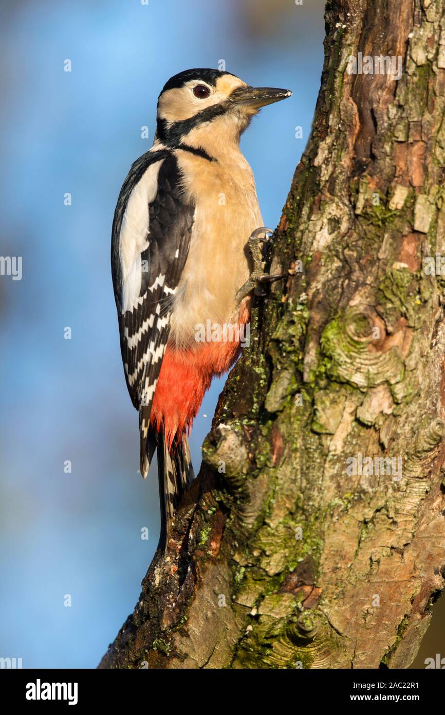 Female Great Spotted Woodpecker feeding on a tree trunk Stock Photo - Alamy