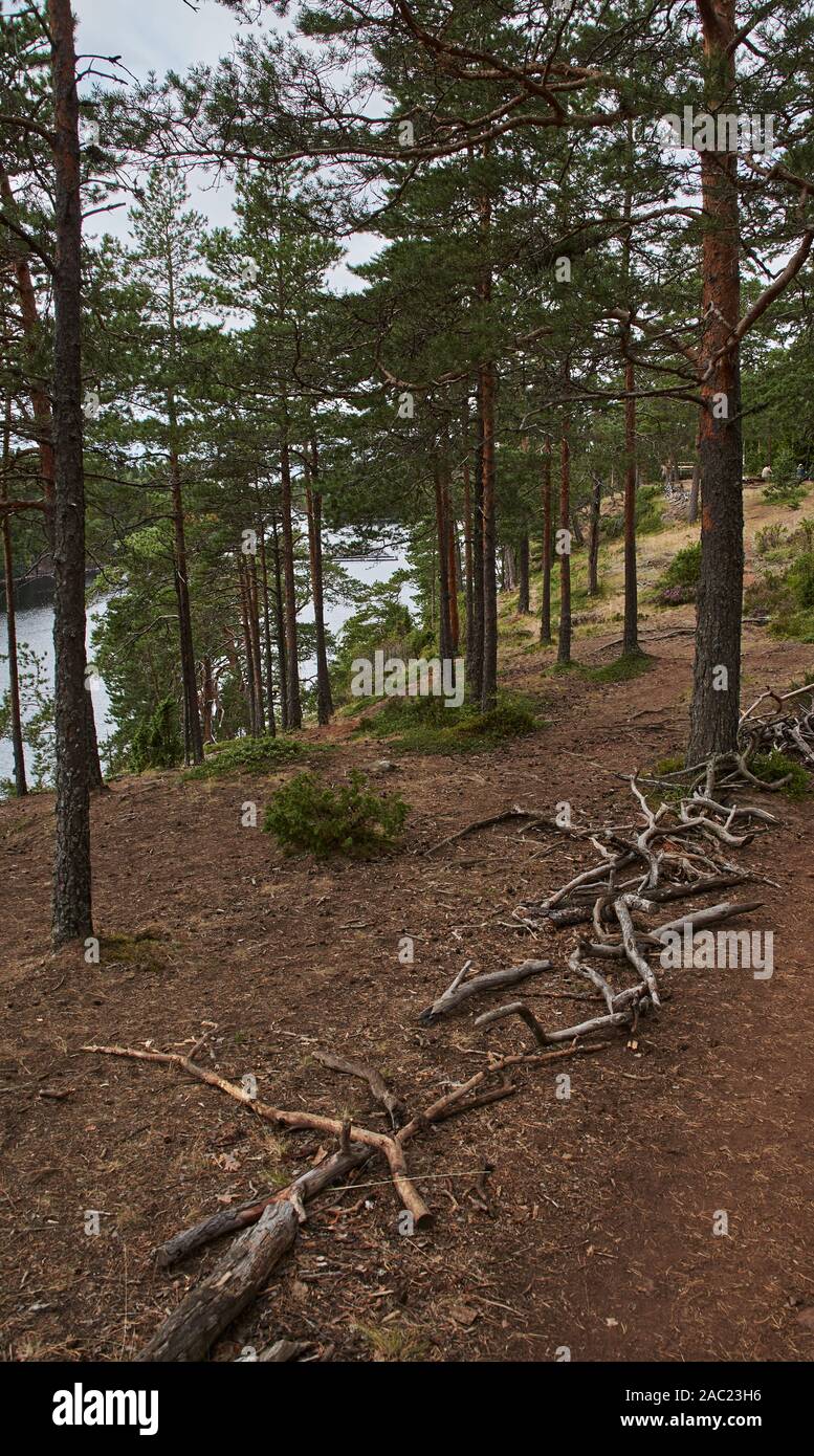 Typical Karelian landscape on the island of Valaam: forest of conifers ...