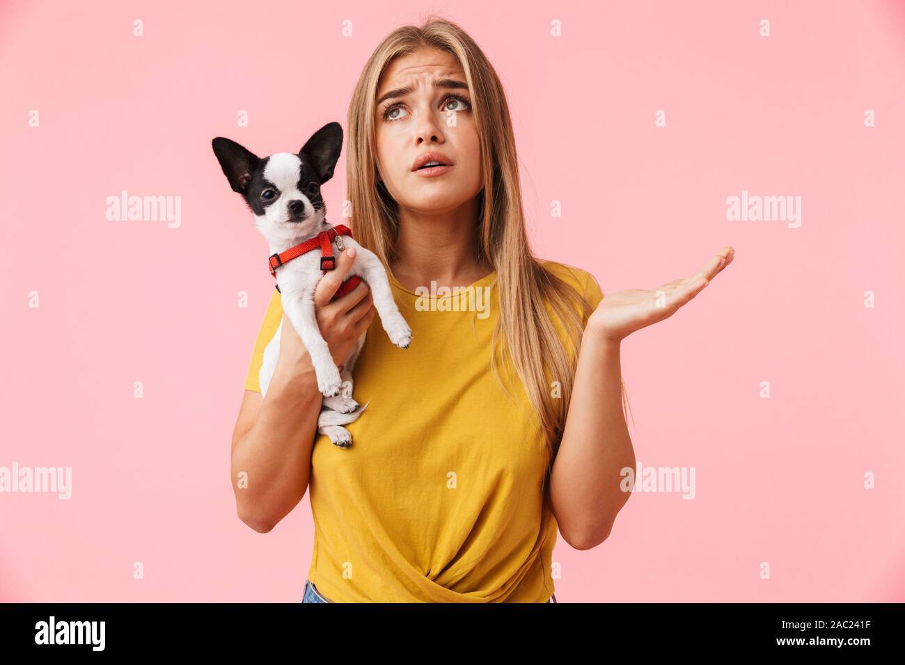 Cute confused lovely girl holding her pet chihuahua isolated over pink ...
