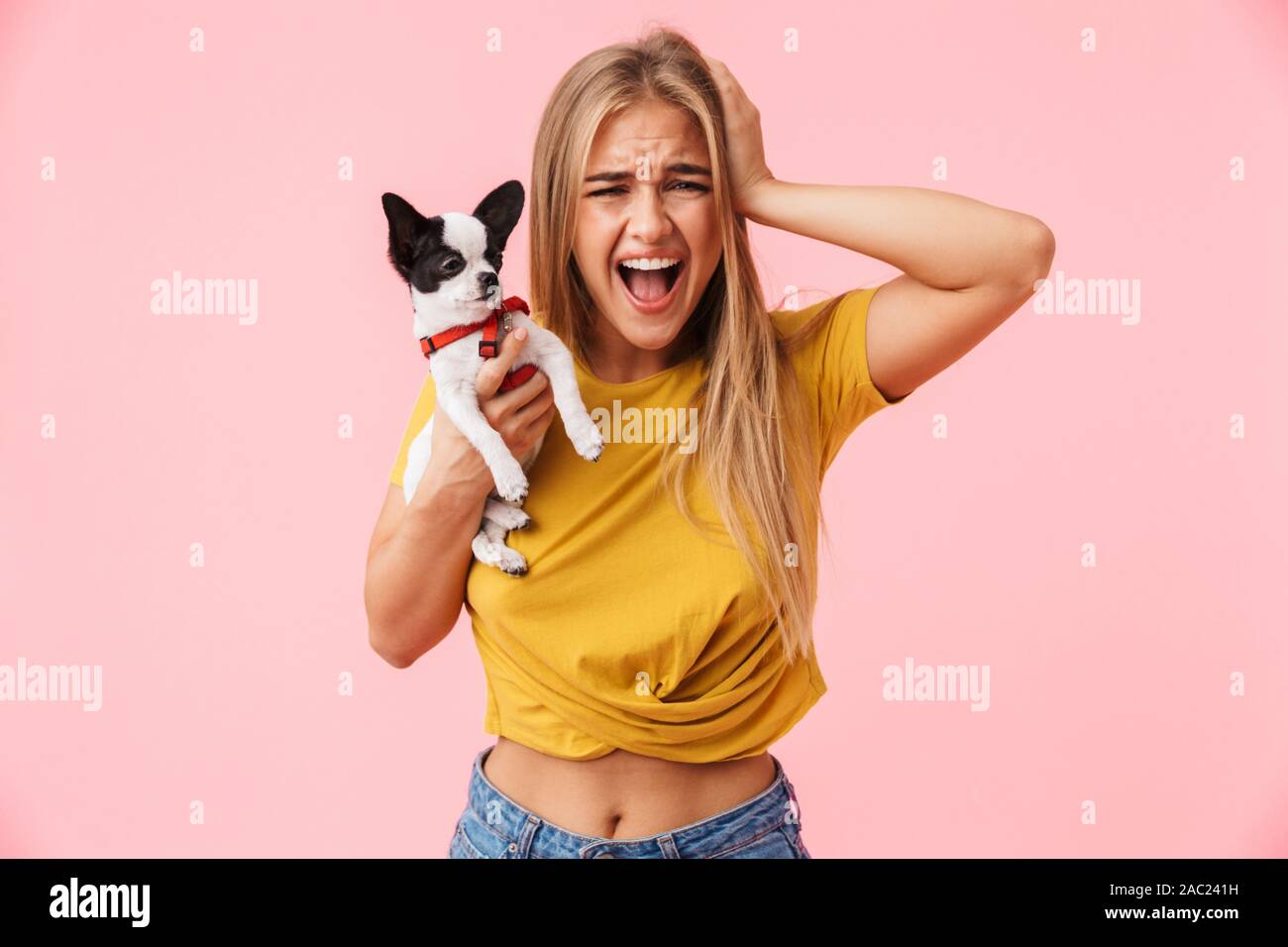 Cute angry lovely girl holding her pet chihuahua isolated over pink ...