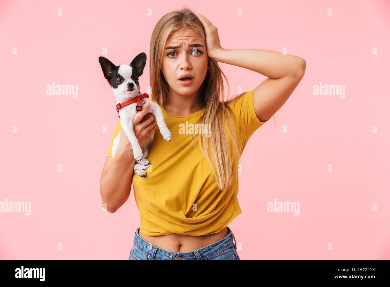 Cute confused lovely girl holding her pet chihuahua isolated over pink ...