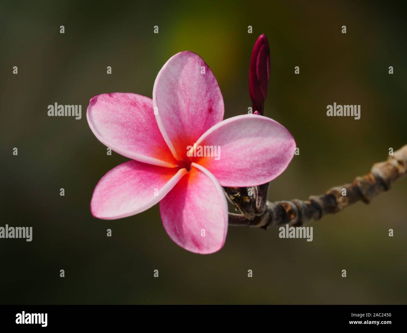 Impala lily flower africa hi-res stock photography and images - Alamy