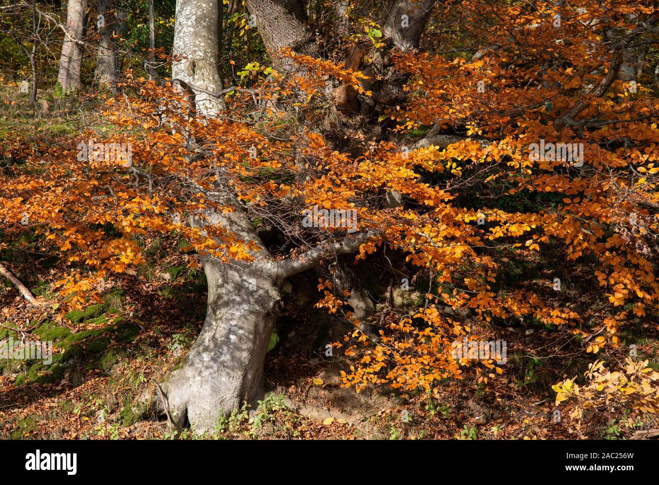 Stunning copper coloured beech tree in Autumn Fall woodland landscape ...