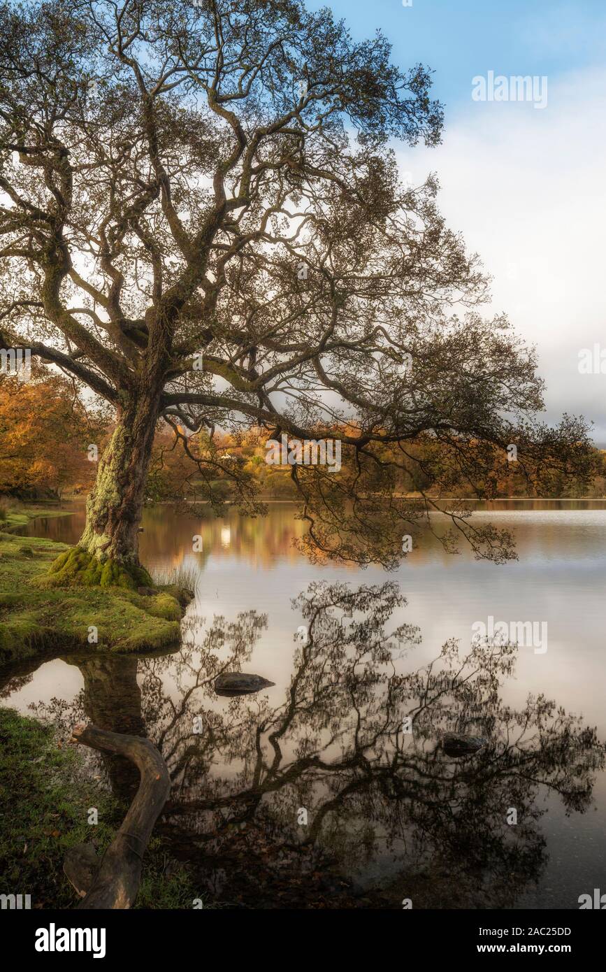 Stunning Autumn Fall landscape of lake in sunrise soft light in English ...