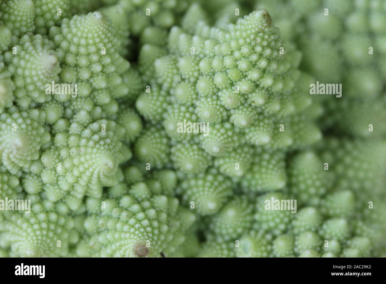 Macro of Romanesco broccoli, or Roman cauliflower, with its fractal ...
