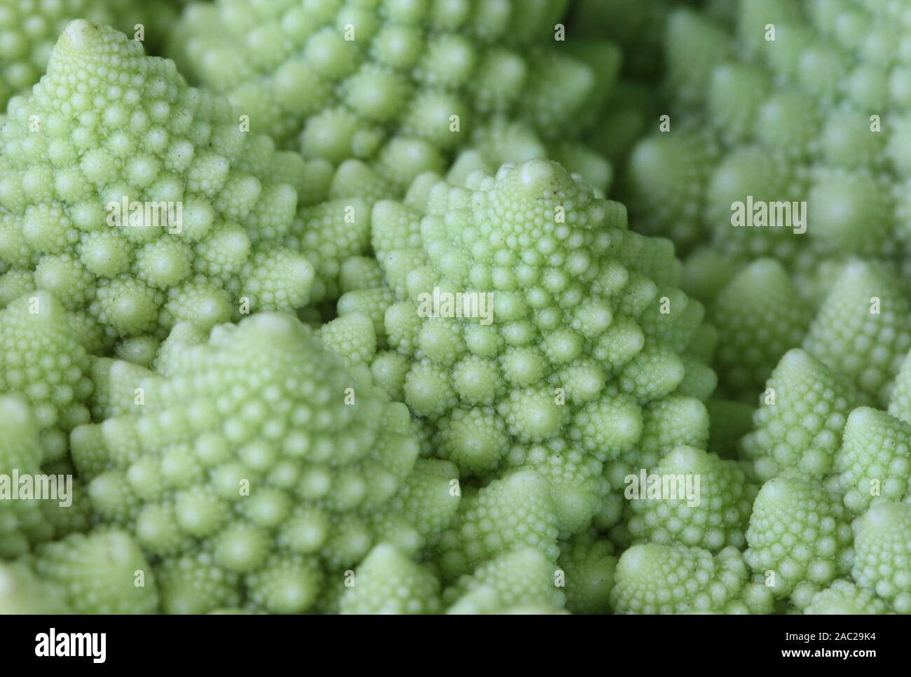 Macro of Romanesco broccoli, or Roman cauliflower, with its fractal ...