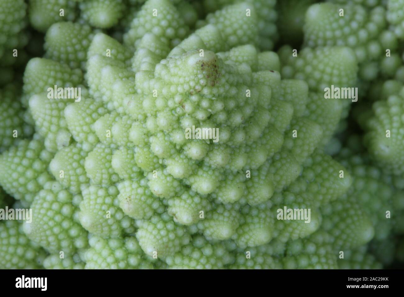 Macro of Romanesco broccoli, or Roman cauliflower, with its fractal ...