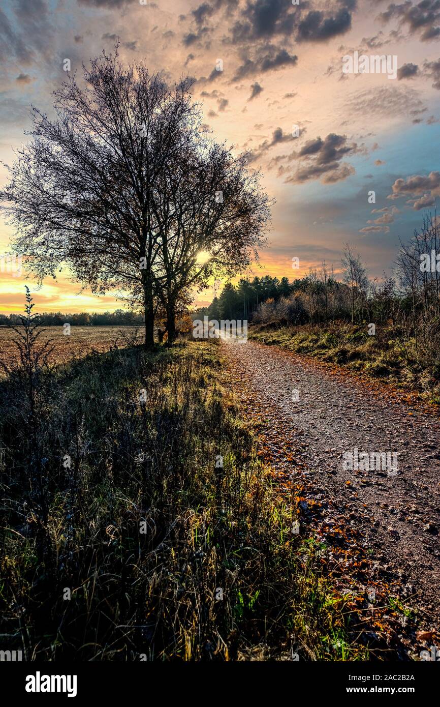 Late afternoon sunlight in a woodland setting Stock Photo - Alamy