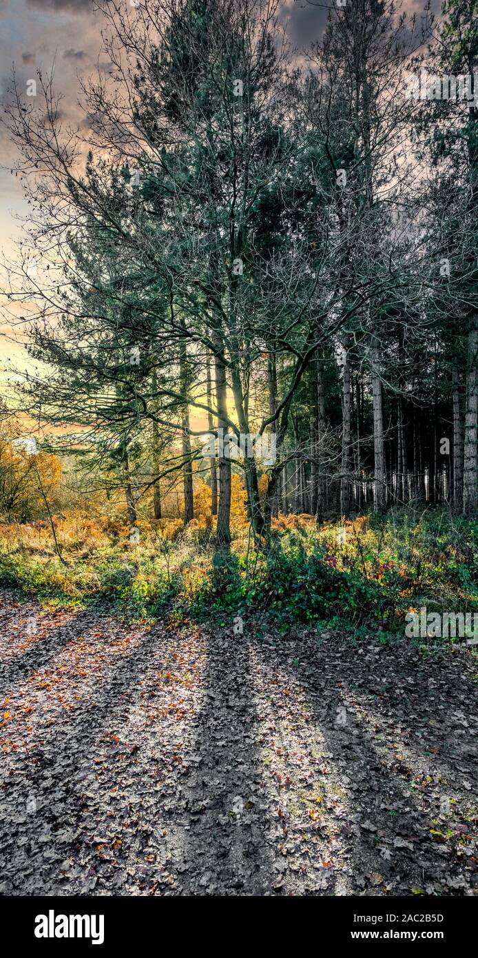 Late afternoon sunlight in a woodland setting Stock Photo - Alamy