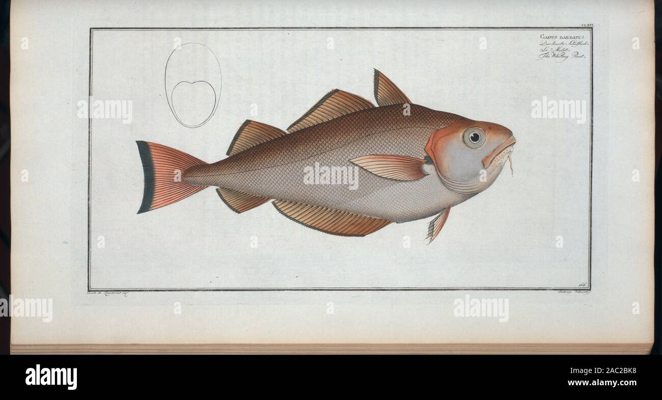 Gadus Barbatus, The Whiting Pout Gross, 1994, #120; Gadus Barbatus, The ...